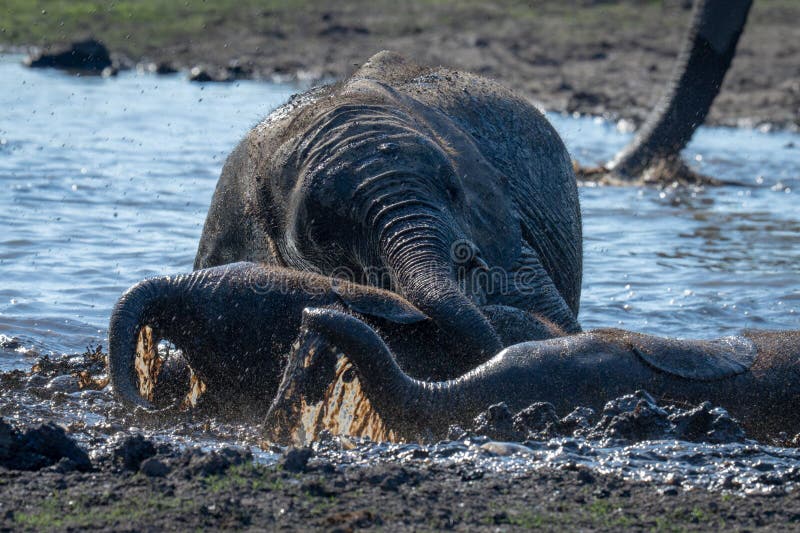 Three Baby African Elephants Wallow in River Stock Photo - Image of ...