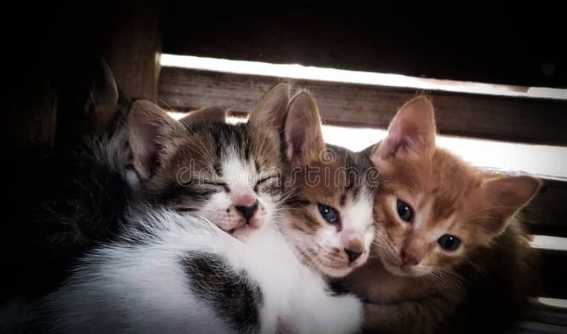 Three baby cats stock photo. Image of three, animal - 247950618