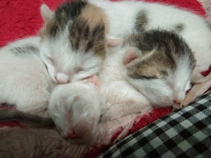 Three Lovely Baby Cats Sleeping Stock Image - Image of mammal, kitty ...