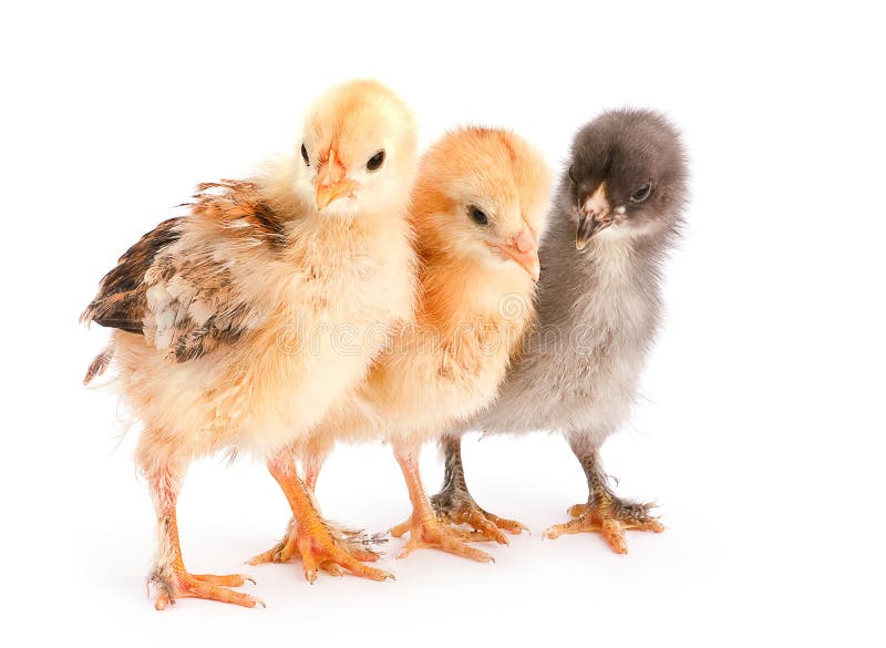Adorable little chicken stock photo. Image of isolated - 22013366