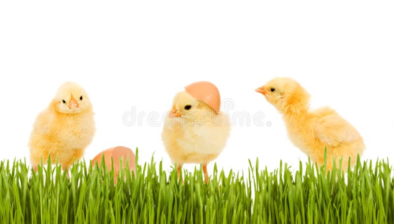Lots of Baby Chicken and Fresh Green Grass Stock Image - Image of ...