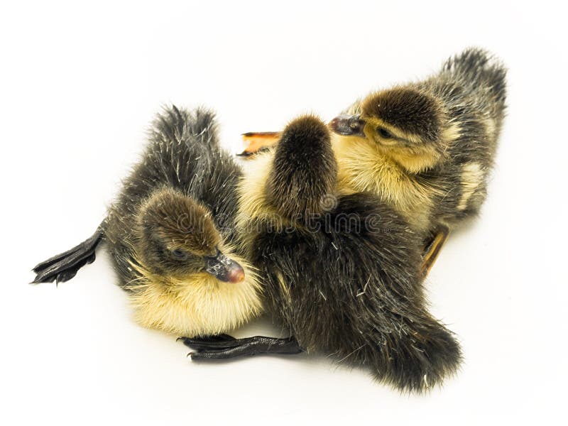 Three Ducks Picture. Image: 2509852