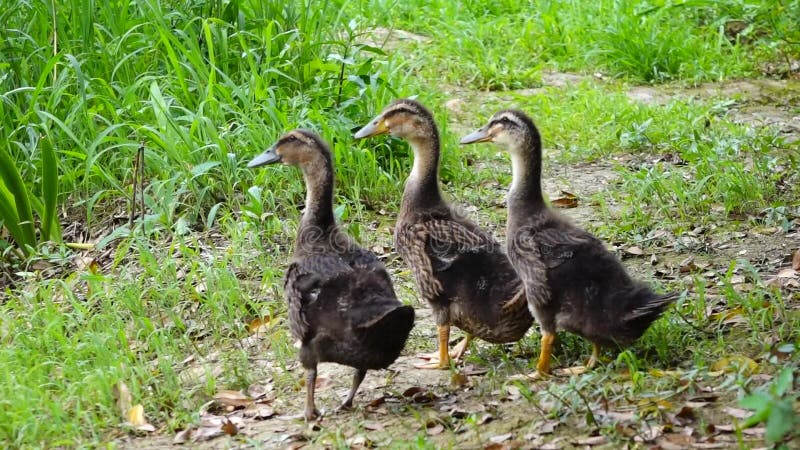 Three baby ducks stock video. Video of feather, animals - 42389217