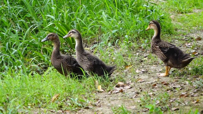 Three baby ducks stock video. Video of children, comical - 42389299