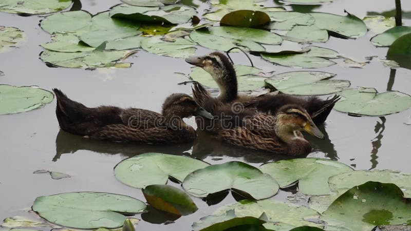 Three baby ducks stock video. Video of bird, gliding - 42392241