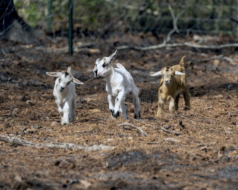 Three Baby Goats Playing on the Farm Stock Photo - Image of oreamnos ...