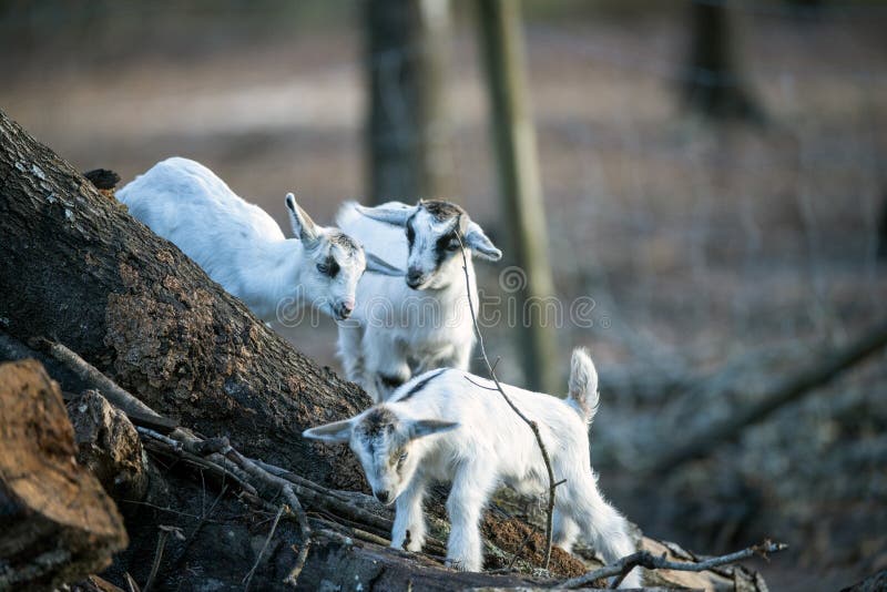 Three Baby Goats Playing on a Log Pile Stock Photo - Image of jump ...