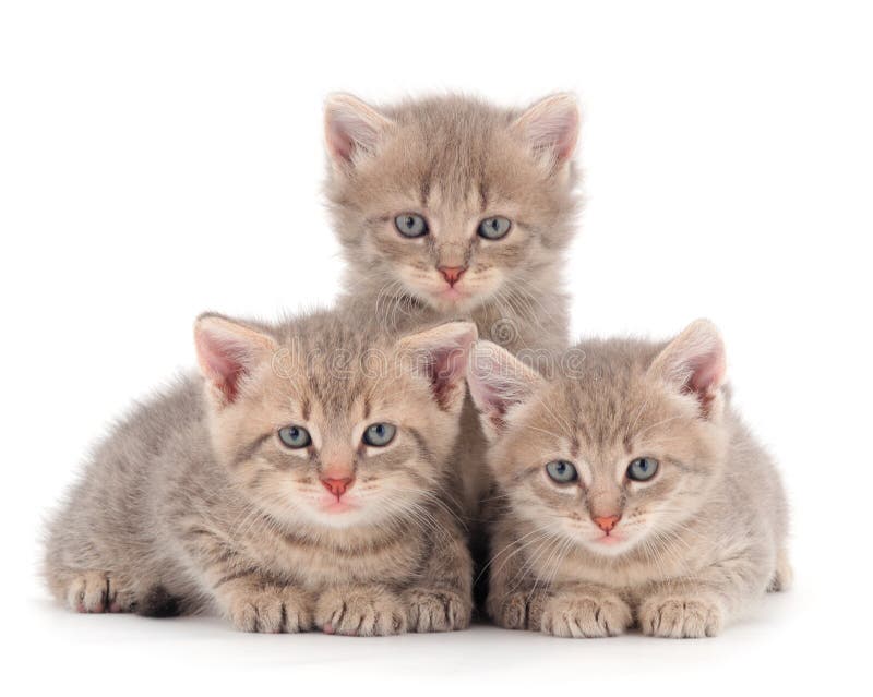 Three baby kittens stock photo. Image of playful, baby - 242043050