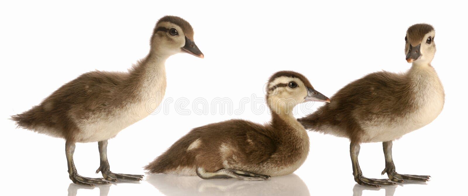 12,128 Baby Ducks Stock Photos - Free & Royalty-Free Stock Photos from ...