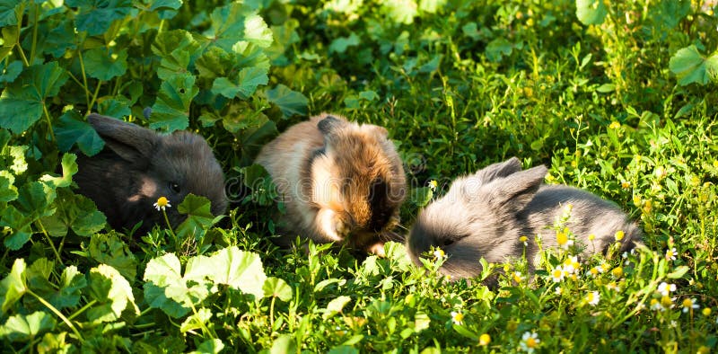 Three baby rabbits stock image. Image of domestic, sitting - 56605381