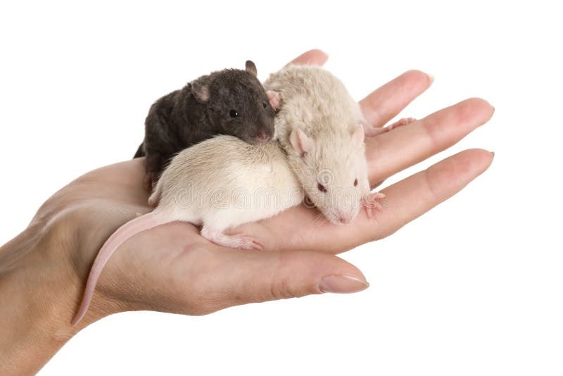Three small black rats stock photo. Image of isolated - 14973202