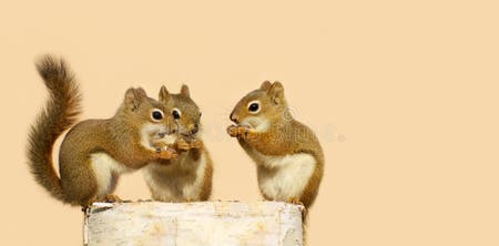 10,000 Cute Squirrels Stock Photos - Free & Royalty-Free Stock Photos from Dreamstime