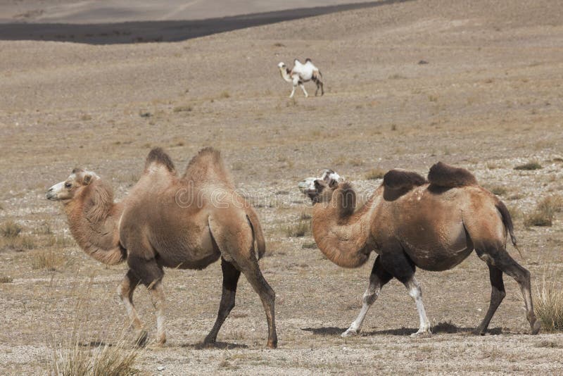 Three Bactrian Camels Feeding Stock Photo - Image of farm, grass: 121667844