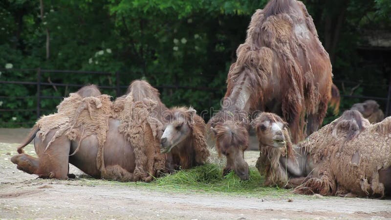 Three Camels Lying Down and Ruminating. Camelus Dromedarius, Wild ...