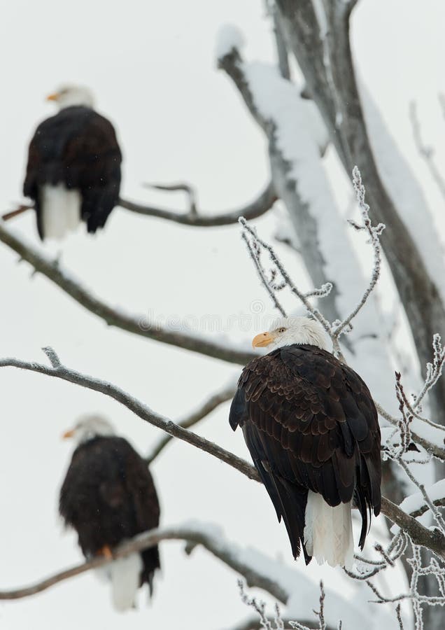 Three Bald Eagles stock image. Image of group, bald, natural - 22851339