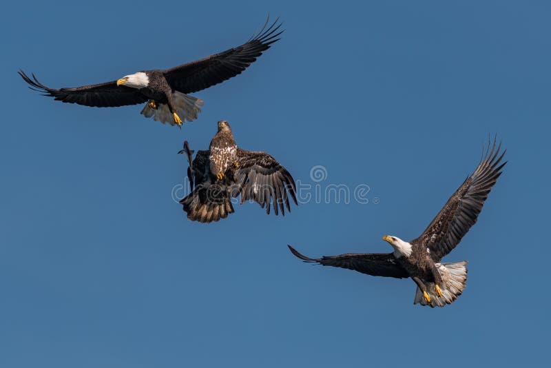 Three bald eagles fighting stock photo. Image of wild - 206617892