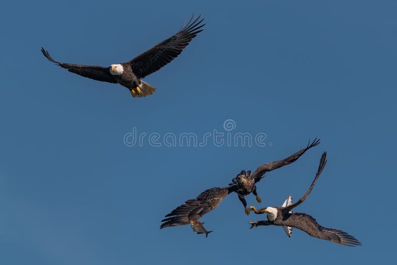 Three bald eagles fighting stock photo. Image of eagle - 206617944