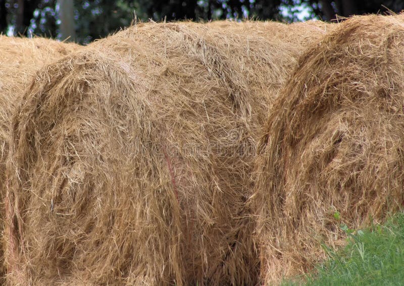 Three Bales of Hay stock photo. Image of straw, rural - 11784694