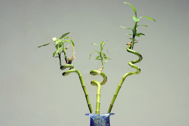 Three Bamboo Picture. Image: 668609