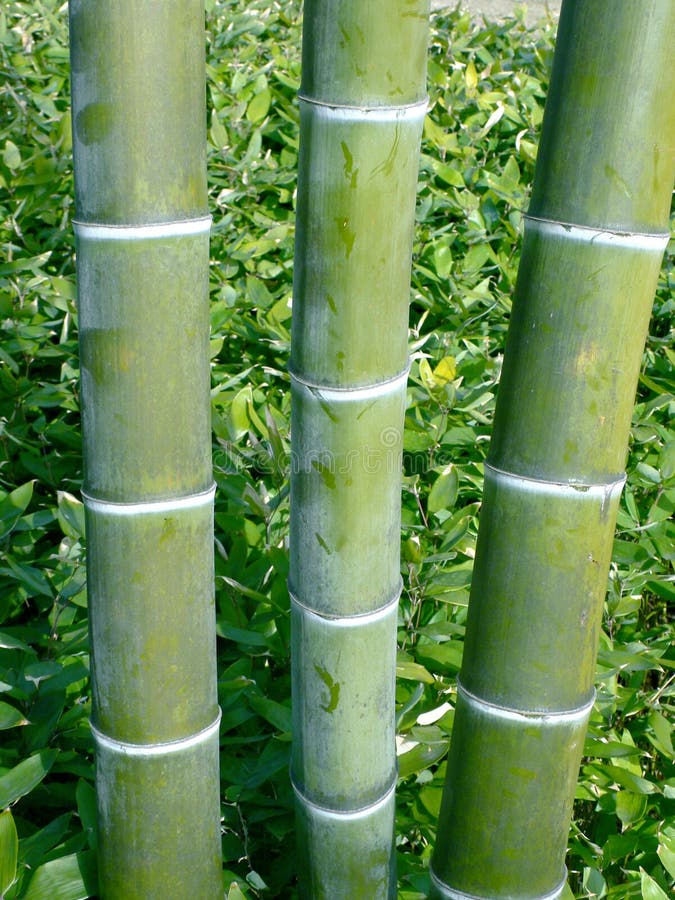 Three bamboo poles stock image. Image of wood, garden - 2100679