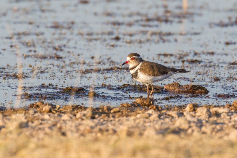 Three-banded plover stock image. Image of national, charadrius - 25645627