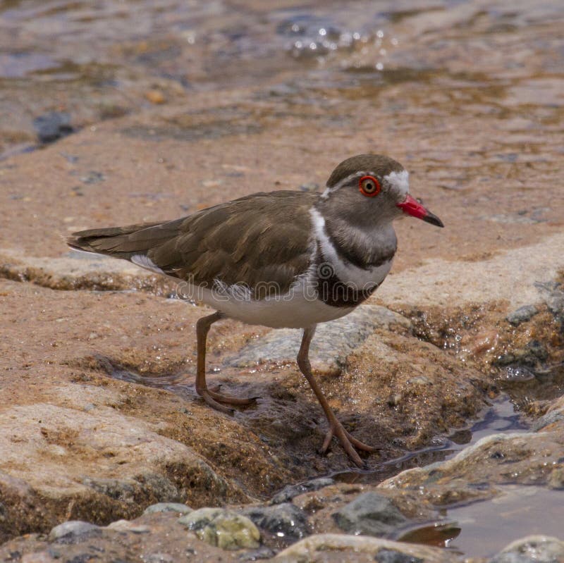 Three Banded Plover stock photo. Image of water, regal - 83809548