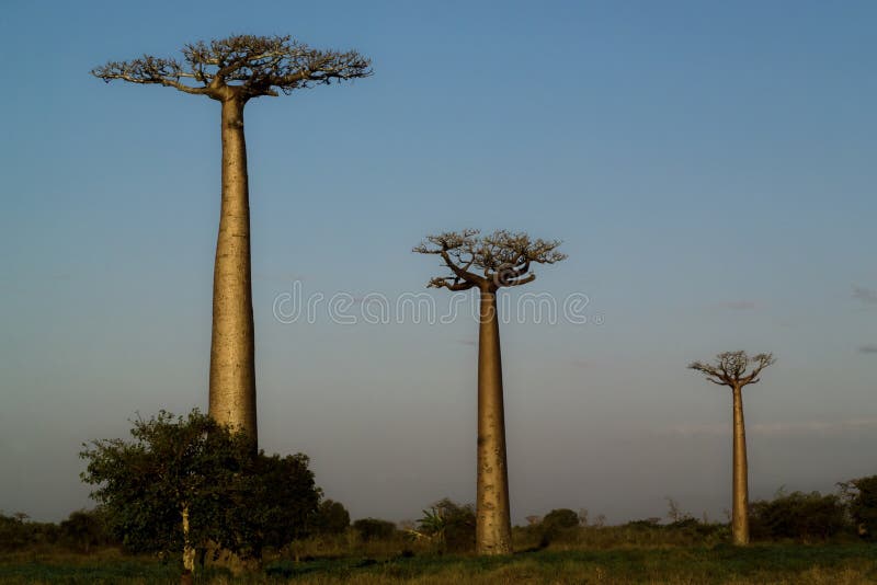 Baobab Trees stock photo. Image of madagascar, trunk - 20398032