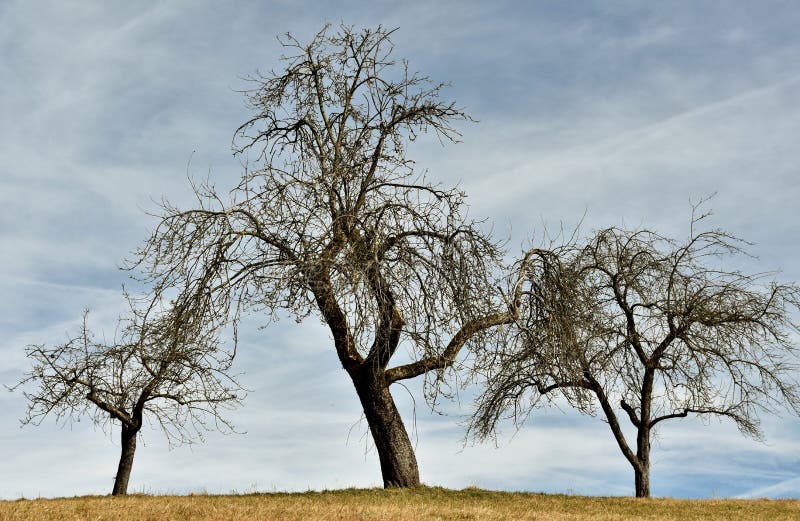 Three bare Trees stock image. Image of decorative, background - 91457801