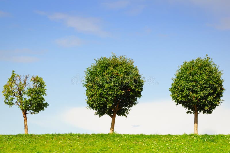 Three be single trees stock photo. Image of loneliness - 12193846
