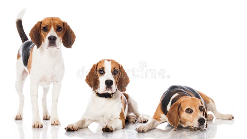 Three beagles stock image. Image of beagle, side, cutout - 36099785