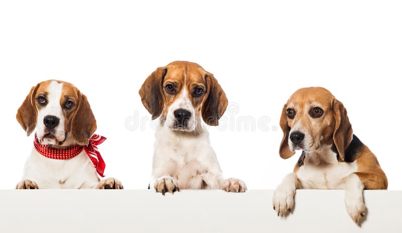 Three beagles stock image. Image of beagle, side, cutout - 36099785