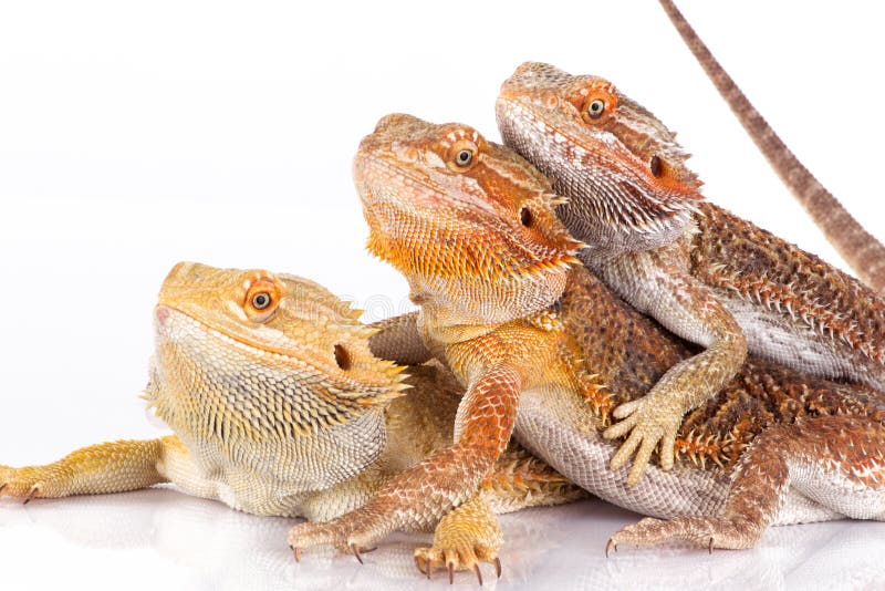 Bearded Dragon Agama Lizard Stock Photo - Image of agama, isolated ...