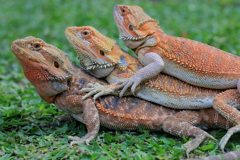 Stacked Bearded Dragons Picture. Image: 6319077