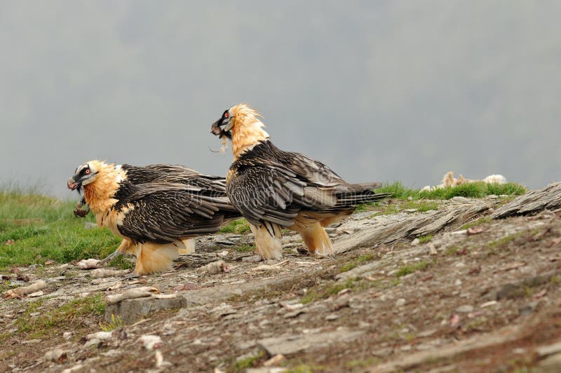 Three bearded vultures stock image. Image of montes - 241962089