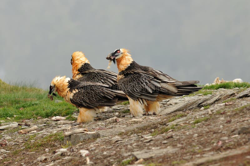 Three bearded vultures stock image. Image of españ, naturaleza - 241962101