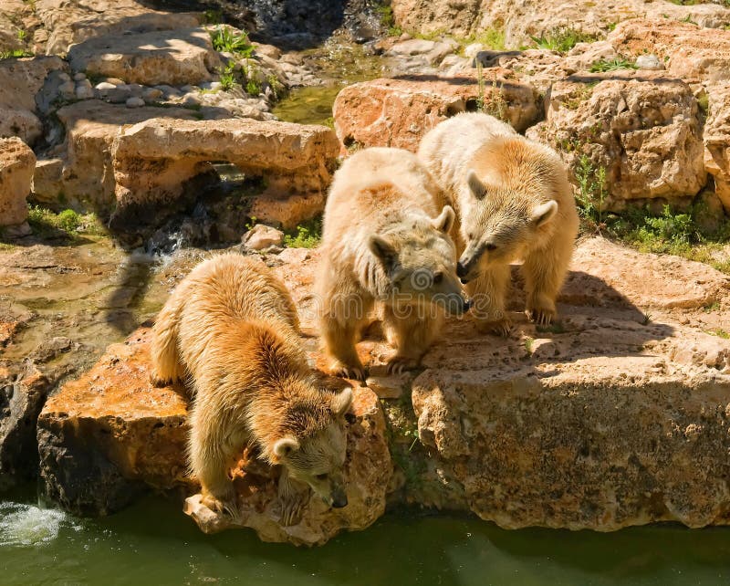 Three Bears Picture. Image: 4648283