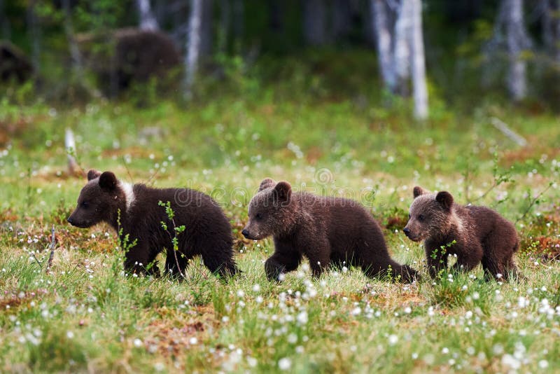 Three beautiful bear cubs stock photo. Image of lovely - 58860824