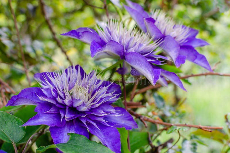 Blue Clematis Flower