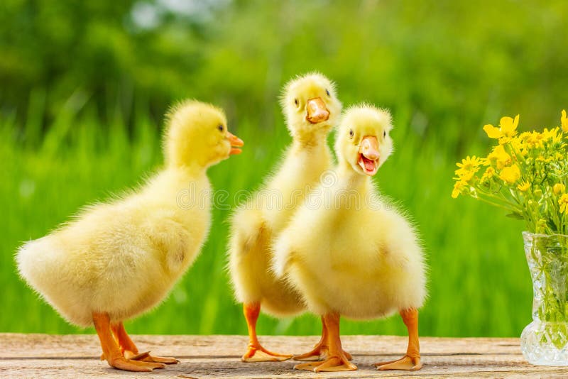 Little goose baby stock photo. Image of goose, white - 56694710