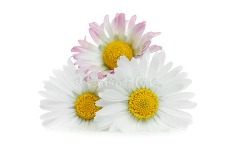 Three Beautiful Daisy Flowers on Background Stock Photo - Image of ...