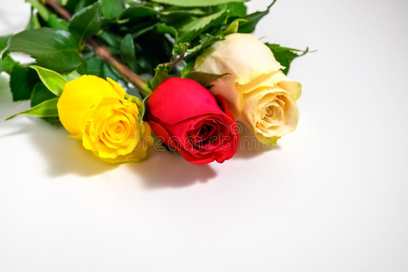 Three Beautiful Delicate Roses, Prepared for Congratulations, Lie on a ...