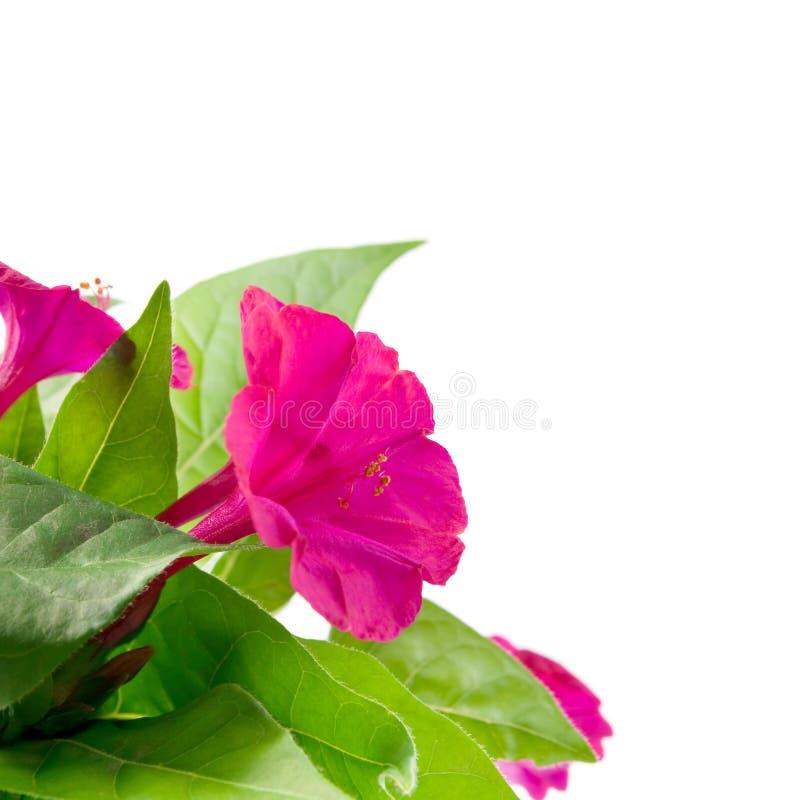 Three Beautiful Flower Mirabilis Stock Photo - Image of happiness, love ...