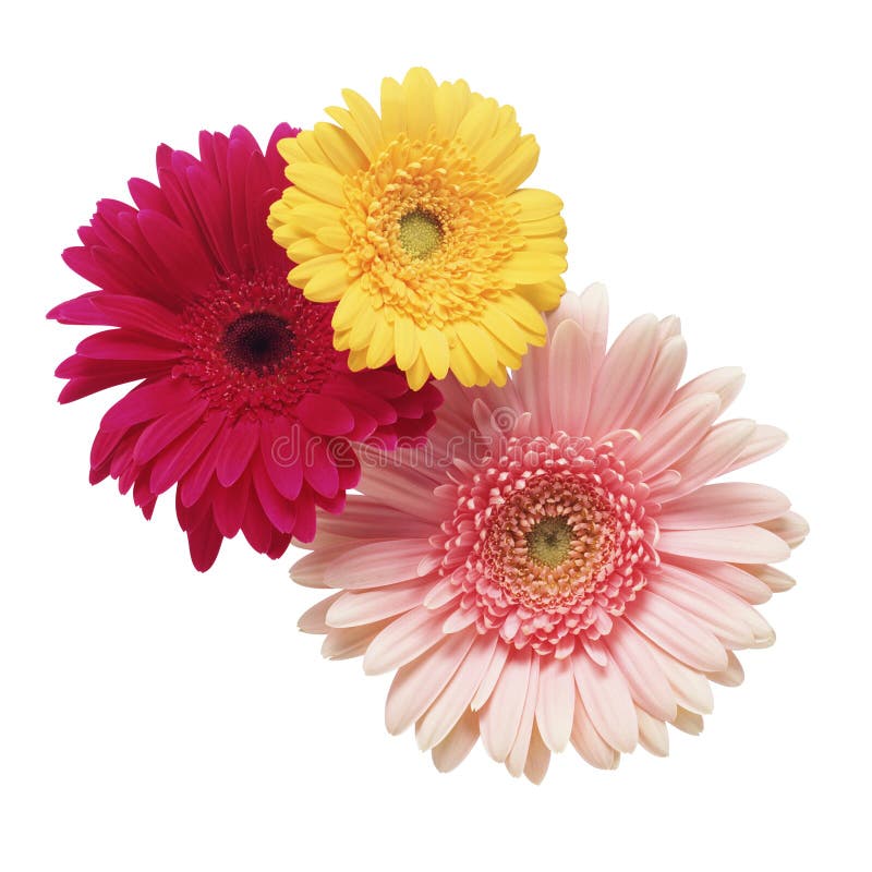 Beautiful Flowers Wallpaper 3