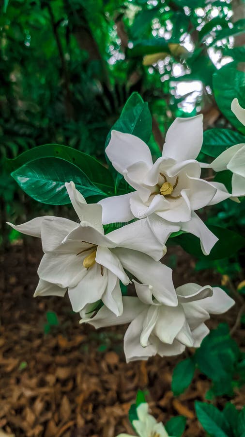 Three Beautiful Flowers in White Color Stock Image - Image of beautiful ...