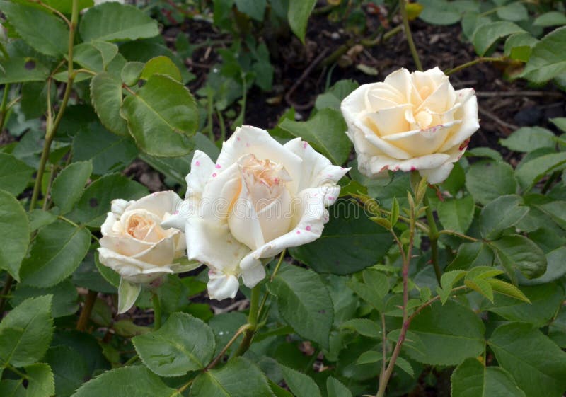 Three Beautiful Gently Cream Roses on a Flowerbed Stock Image - Image ...
