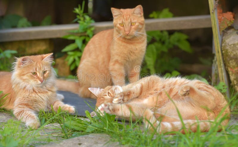 Three cats together stock image. Image of downy, loving - 100675295