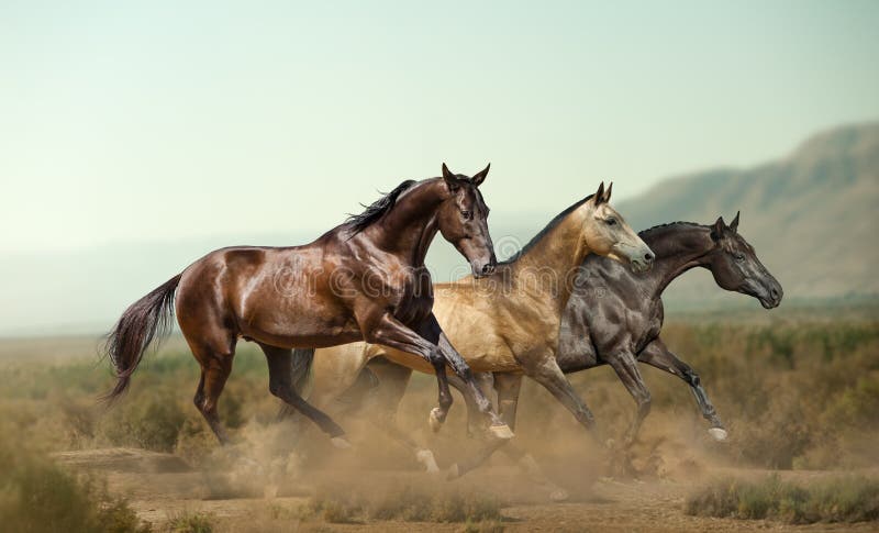 Three stallions on black stock image. Image of motion - 10786341