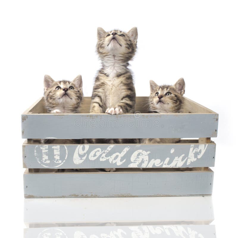 Three Beautiful Kittens in a Box Stock Photo - Image of three, kittens ...