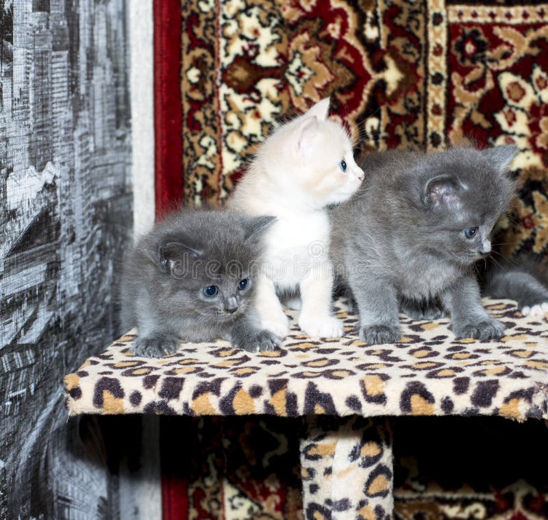 Tiger Scratching a Pole while Standing on Its Hind Legs. Tiger Standing ...