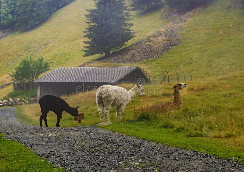 Three Beautiful Multi-colored Llamas in the Mountains on a Foggy ...